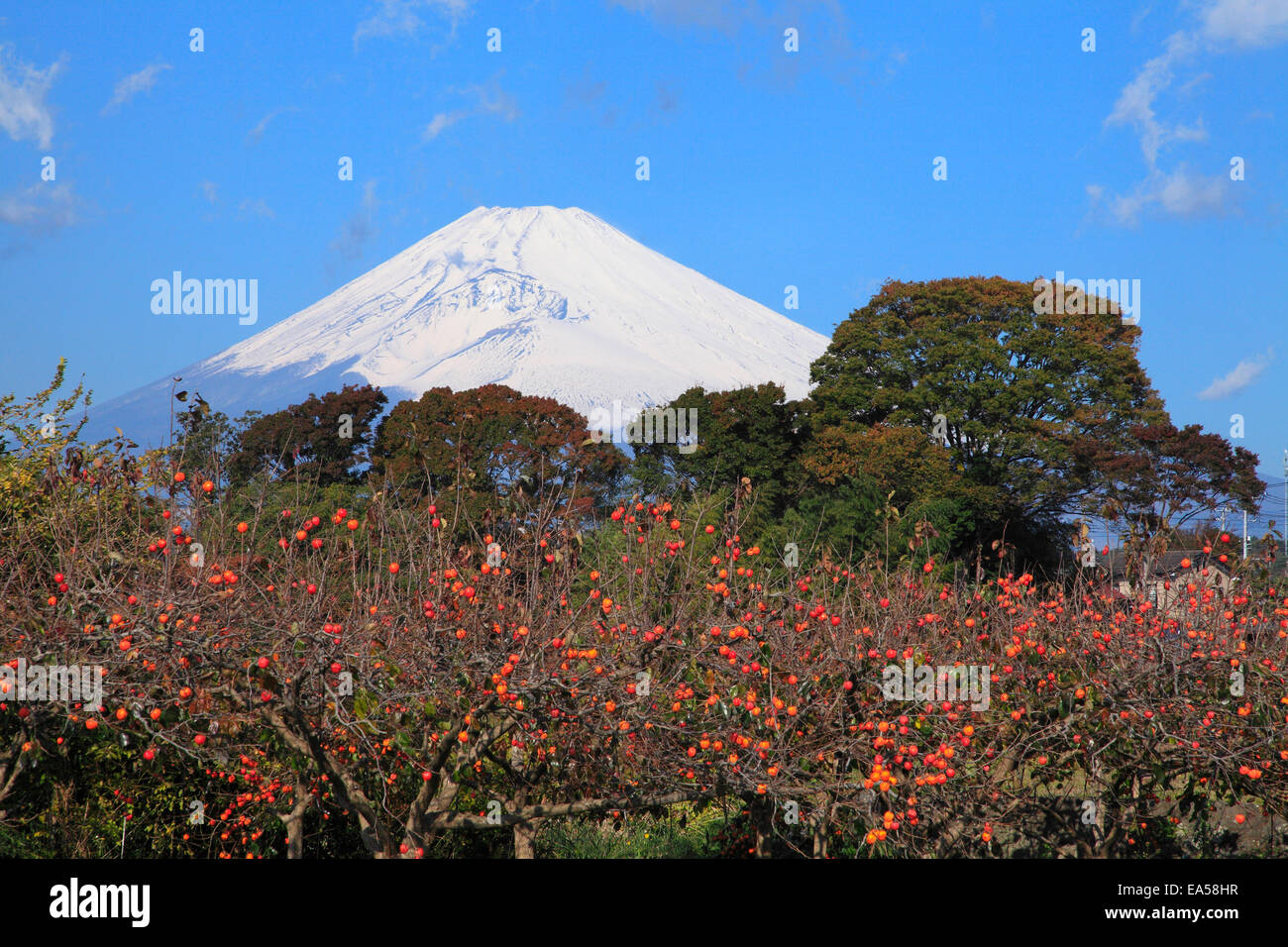 View of Mount Fuji Stock Photo - Alamy