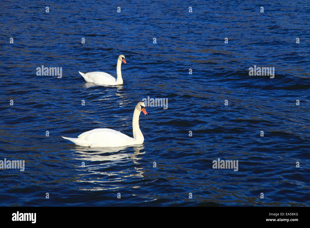 Japan yamanakako lake swans hi-res stock photography and images - Alamy