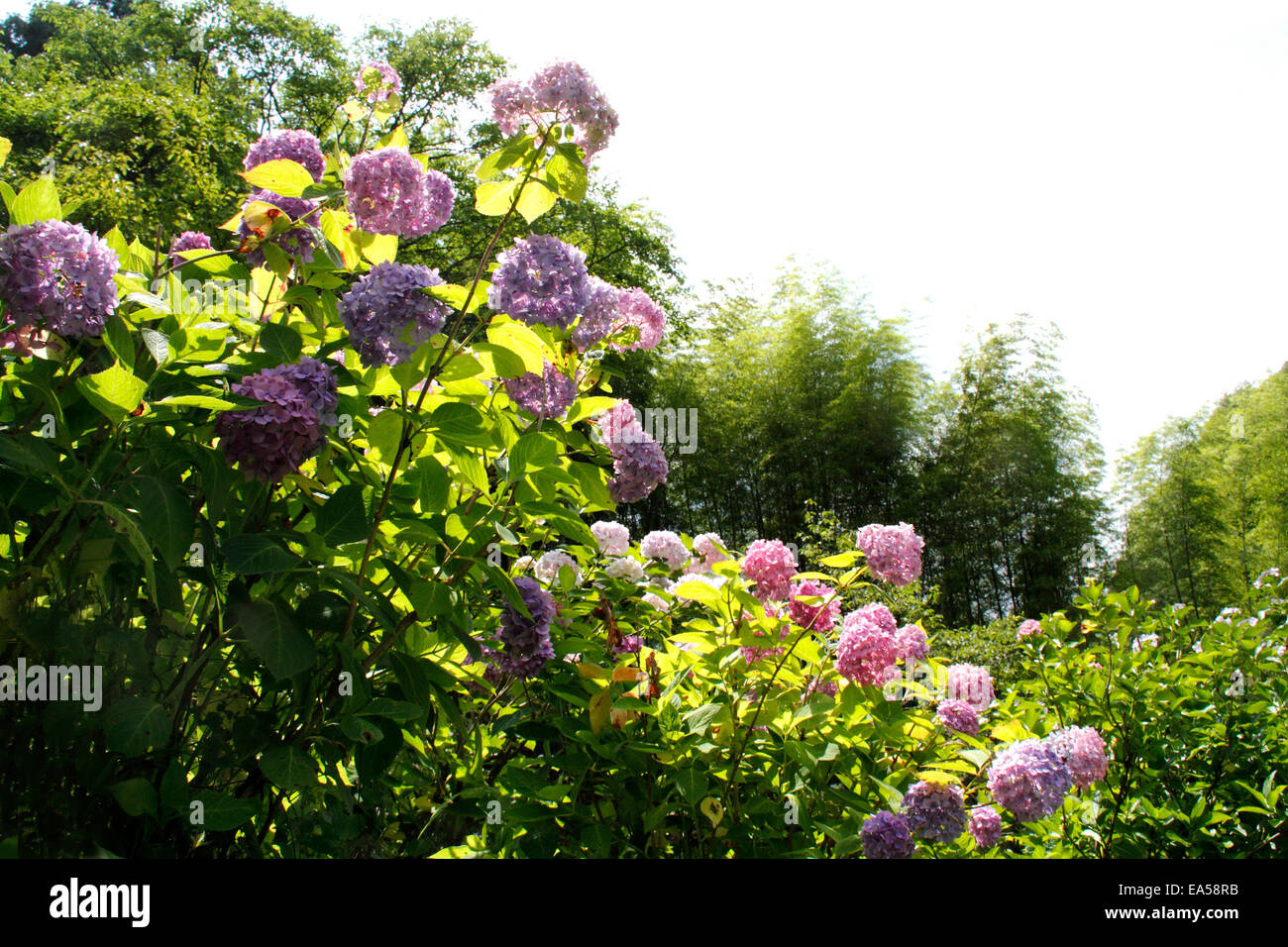 Hydrangea japan forest hi-res stock photography and images - Alamy