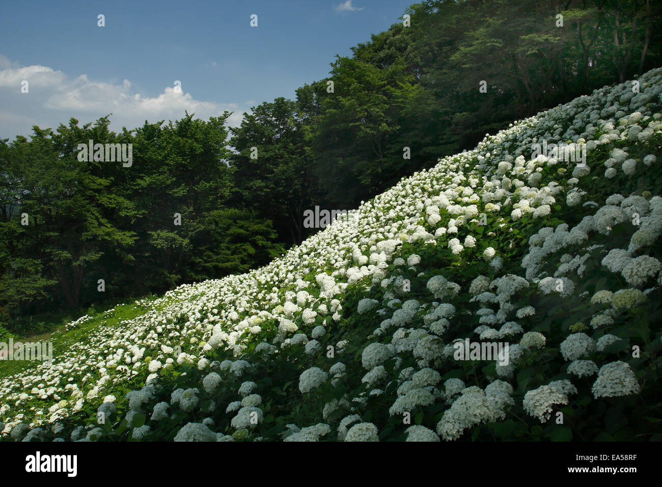 Hydrangea japan forest hi-res stock photography and images - Alamy
