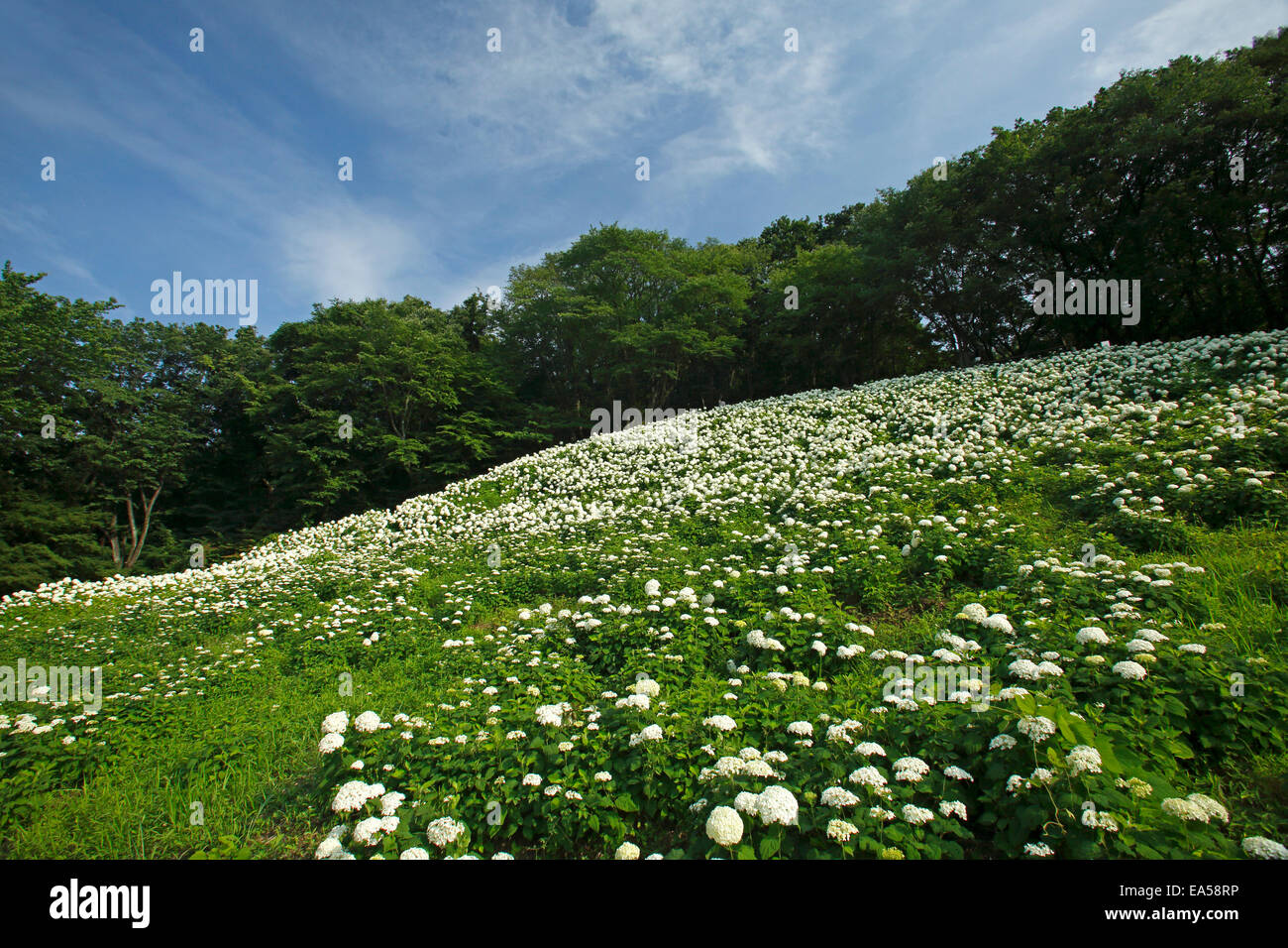 Hydrangea japan forest hi-res stock photography and images - Alamy