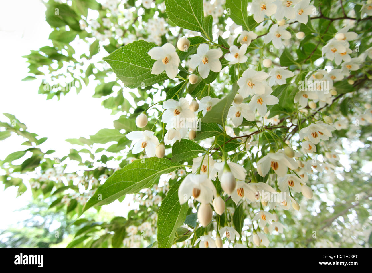 Storax hi-res stock photography and images - Alamy