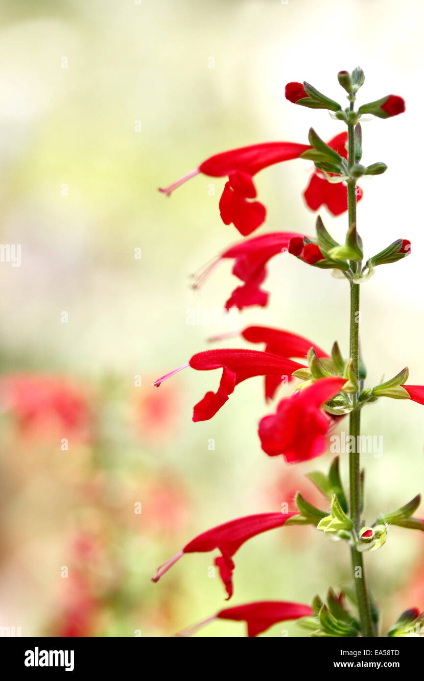 Sage bud hi-res stock photography and images - Alamy