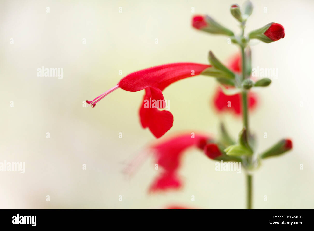 Sage bud hi-res stock photography and images - Alamy