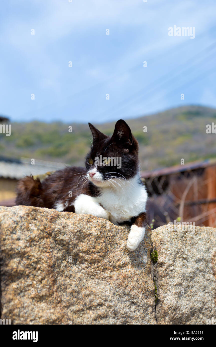 Cat climbing wall hi-res stock photography and images - Alamy