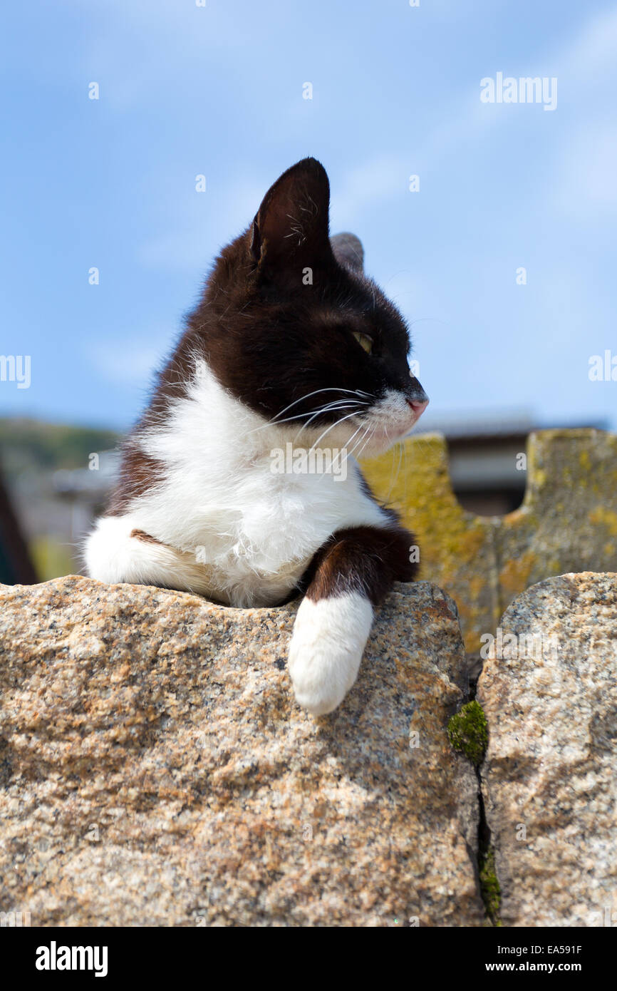 Riding cat hi-res stock photography and images - Alamy