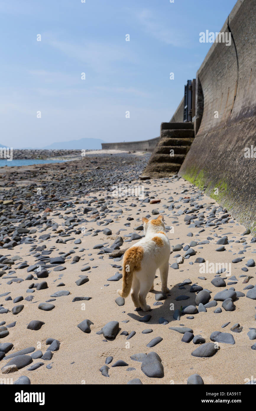 Cat rear view hi-res stock photography and images - Alamy