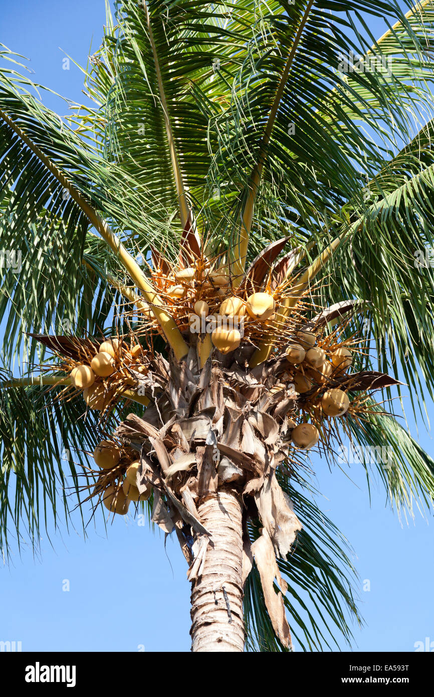 Singapore coconut tree hi-res stock photography and images - Alamy