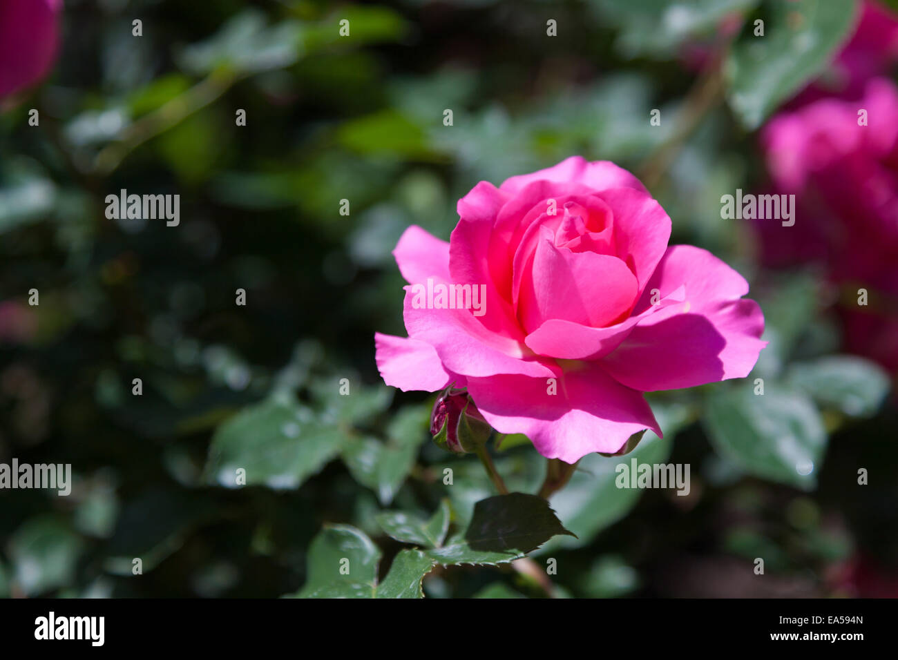 Pink rose breed hi-res stock photography and images - Alamy