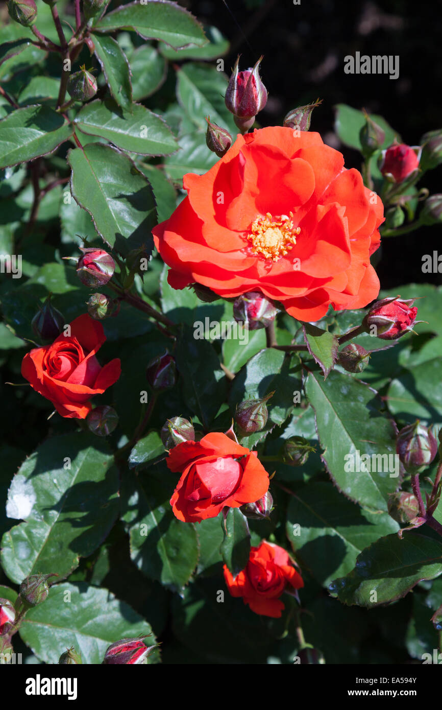 Sarabande rose hi-res stock photography and images - Alamy