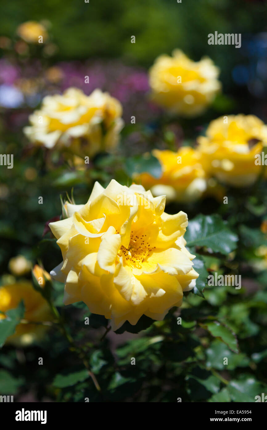 Rose song hi-res stock photography and images - Alamy