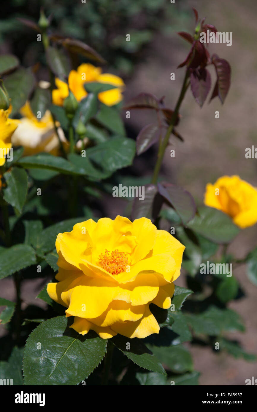 Midas touch plant hi-res stock photography and images - Alamy