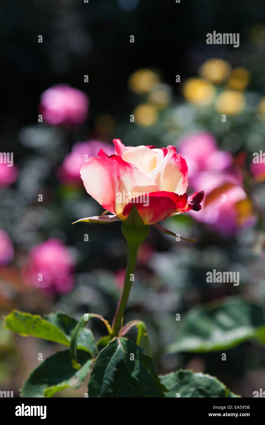 Yellow rose side view flower hi-res stock photography and images - Alamy
