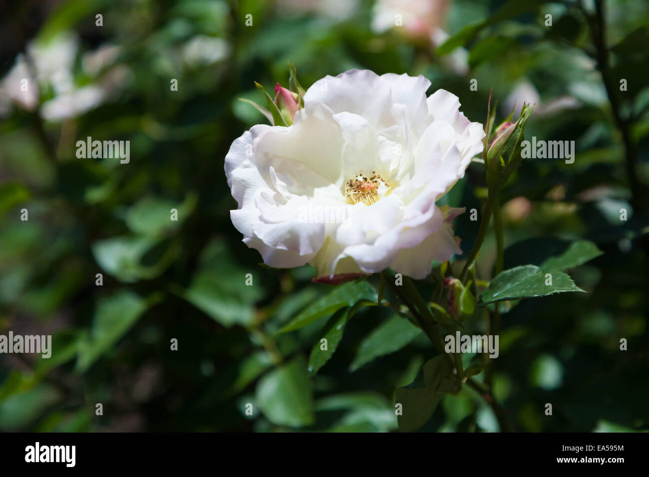 Matilda rose hi-res stock photography and images - Alamy