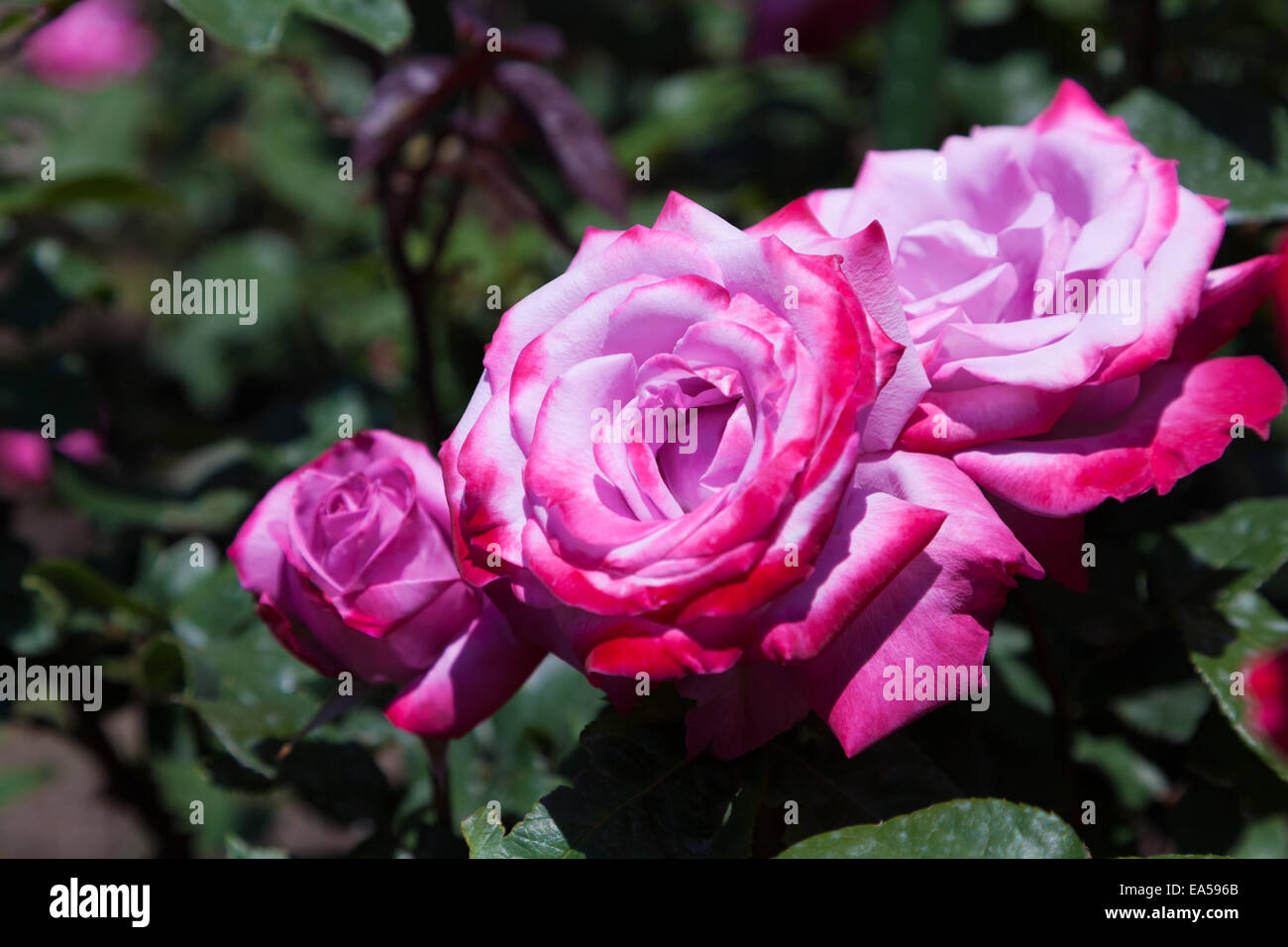 Large rose flowers hi-res stock photography and images - Alamy