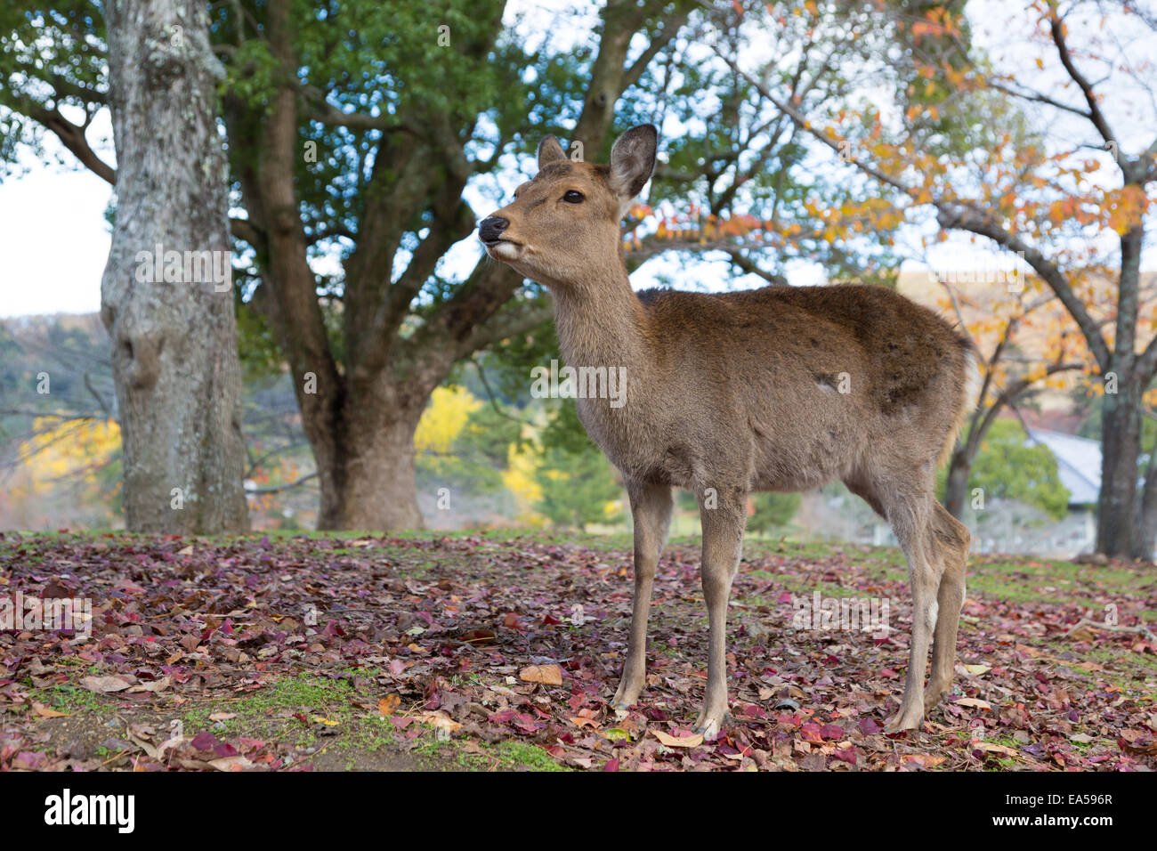 Sika deer fall hi-res stock photography and images - Alamy