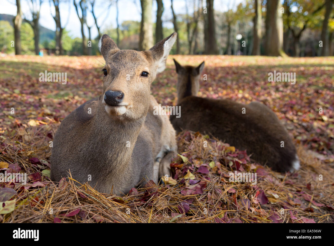 Multiple deer close up hi-res stock photography and images - Alamy