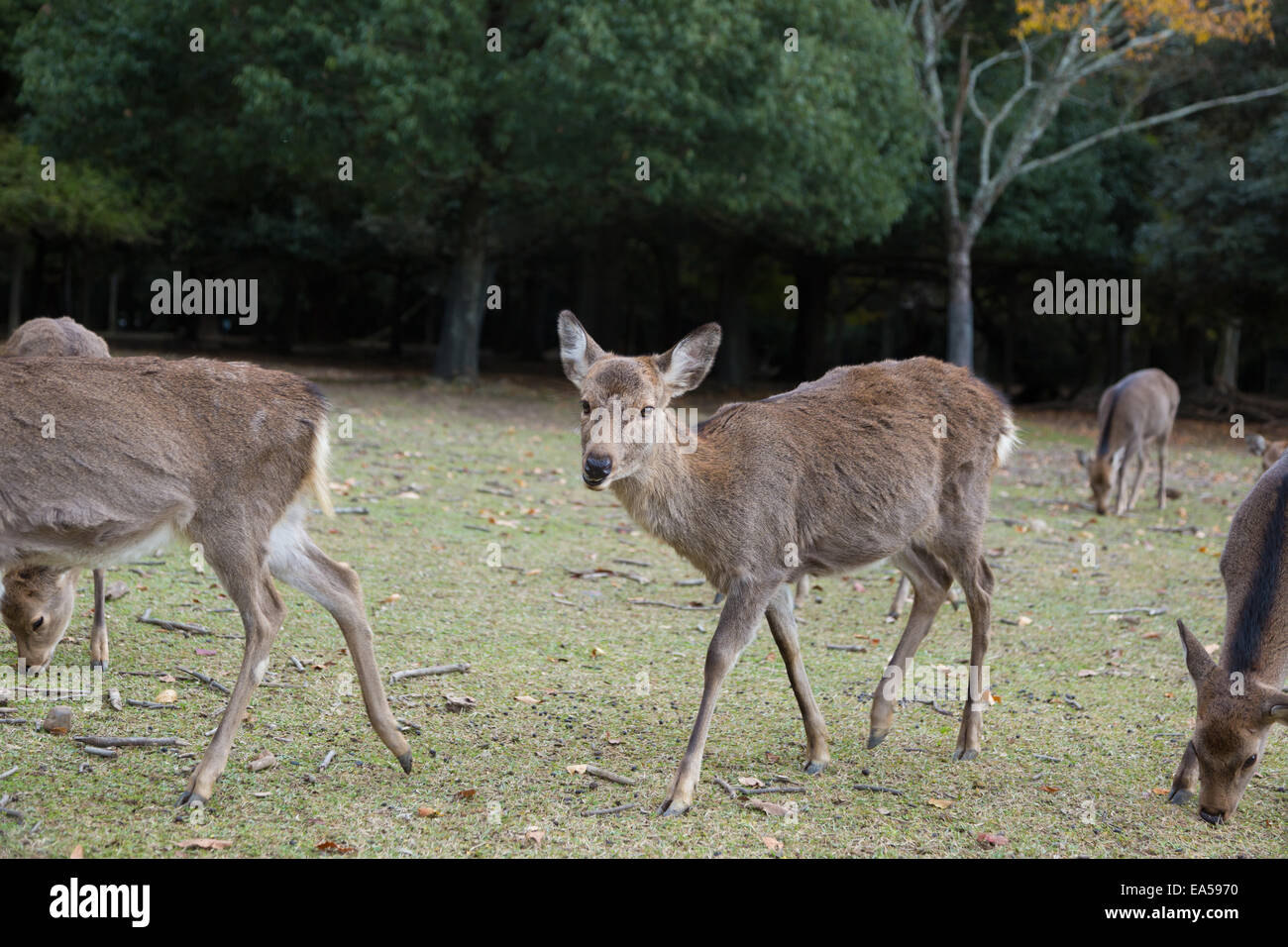 Multiple deer close up hi-res stock photography and images - Alamy