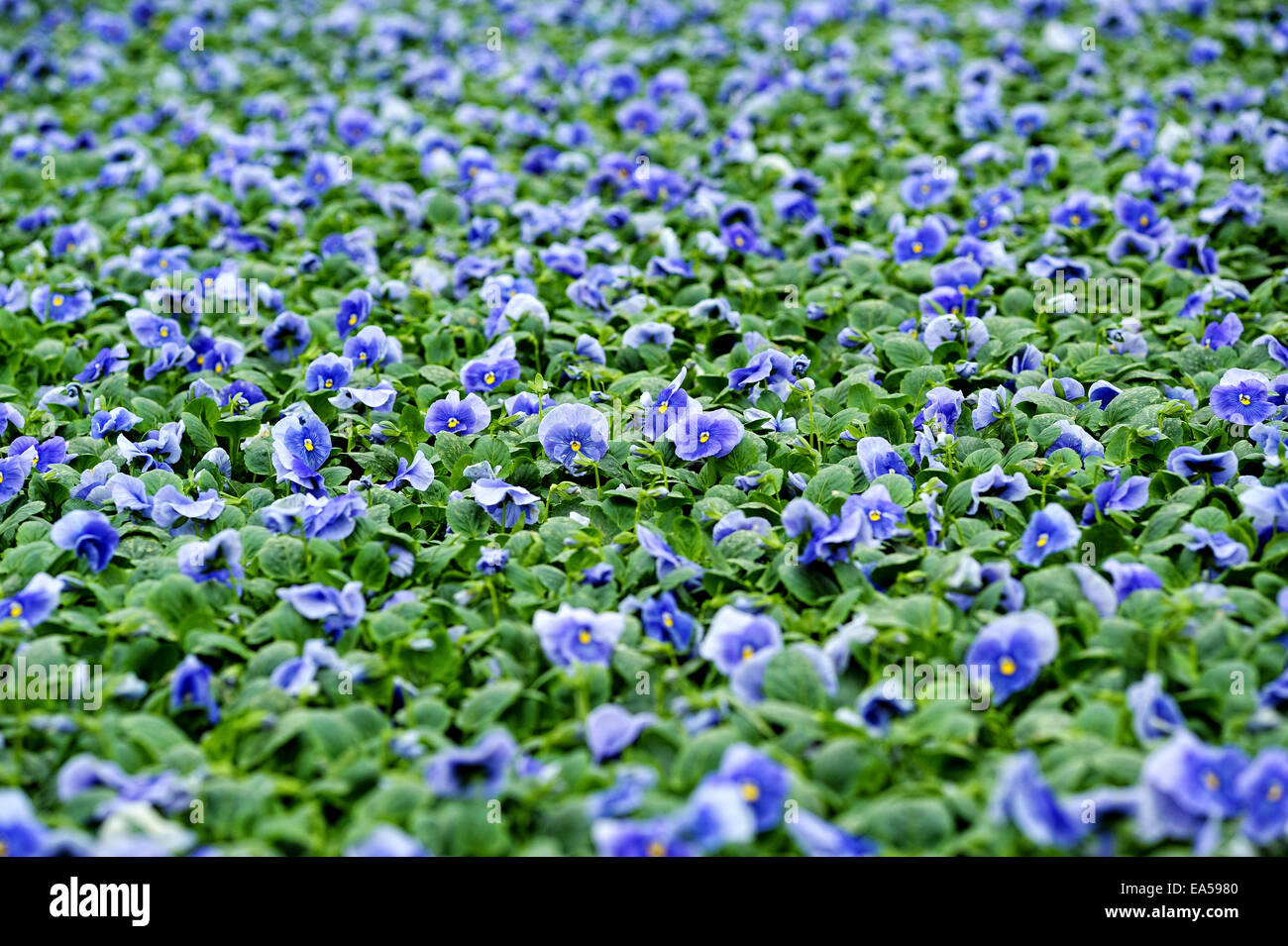 Field of colorful blue violets flowering Stock Photo - Alamy