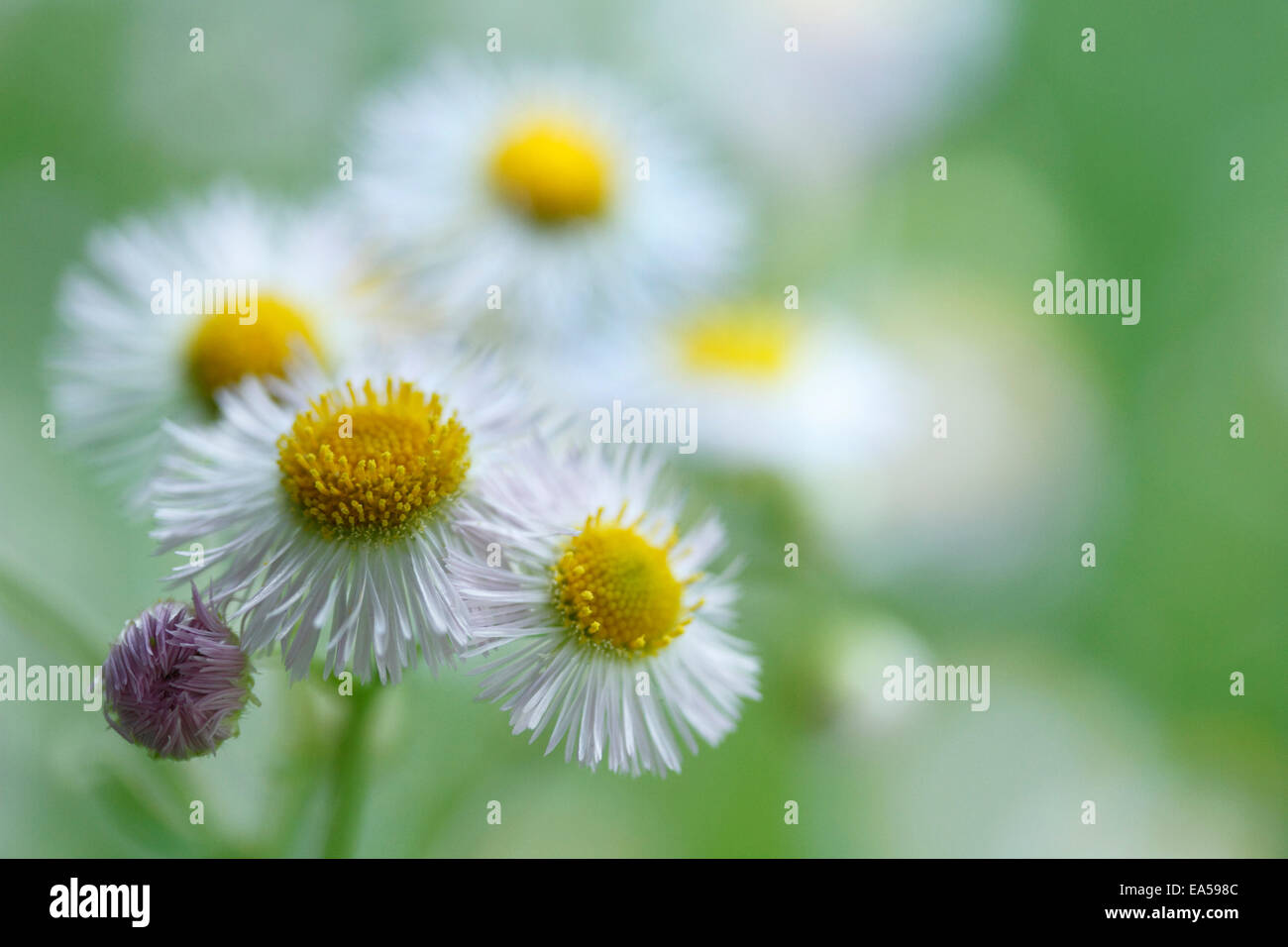 Philadelphia fleabane hi-res stock photography and images - Alamy