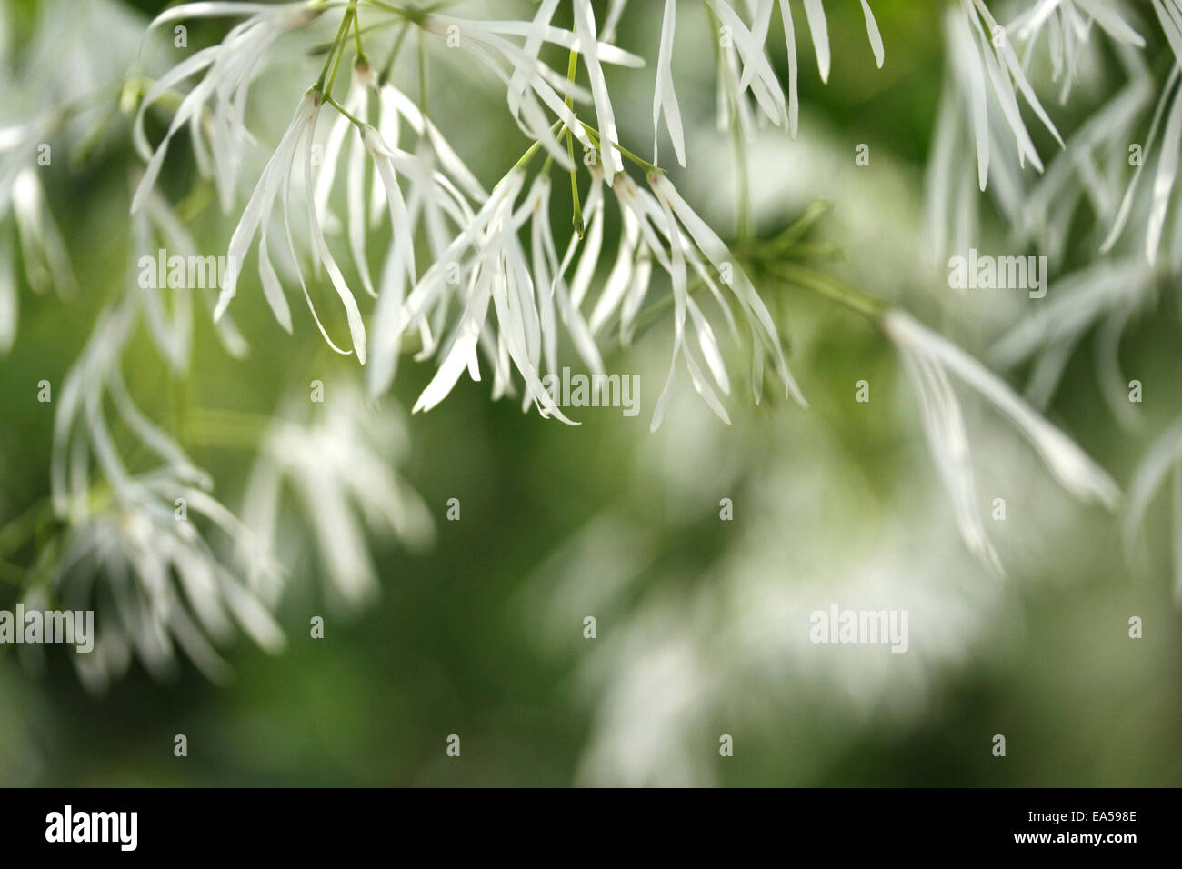 Fringetree hi-res stock photography and images - Alamy