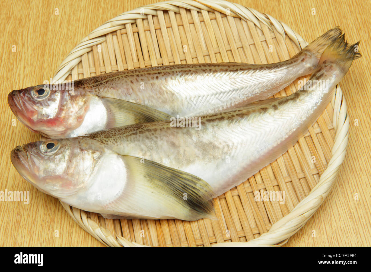 Pacific sandfish hi-res stock photography and images - Alamy