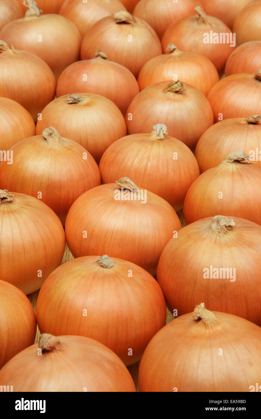 Longitudinal onion hi-res stock photography and images - Alamy