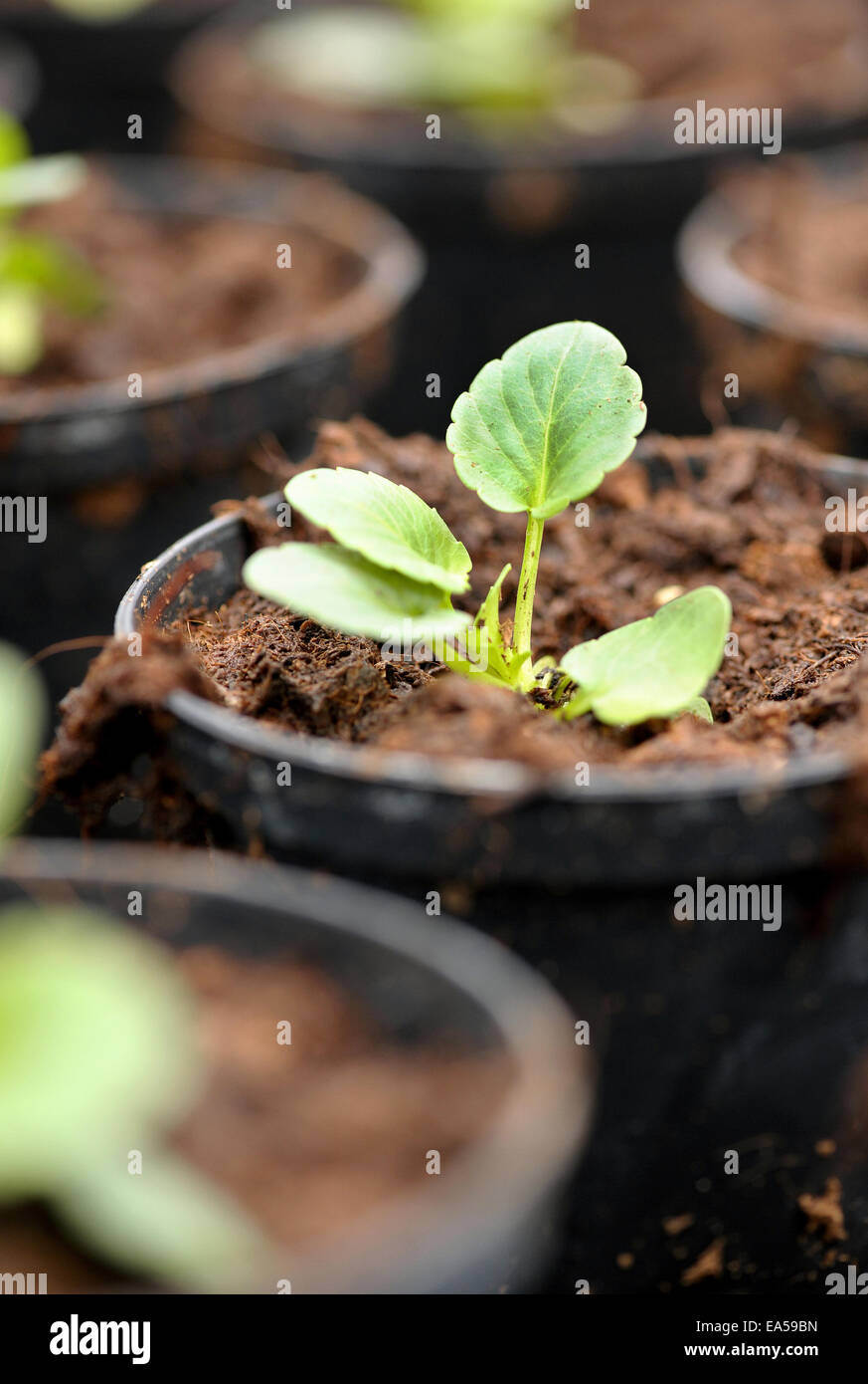 Seedling nursery hi-res stock photography and images - Alamy
