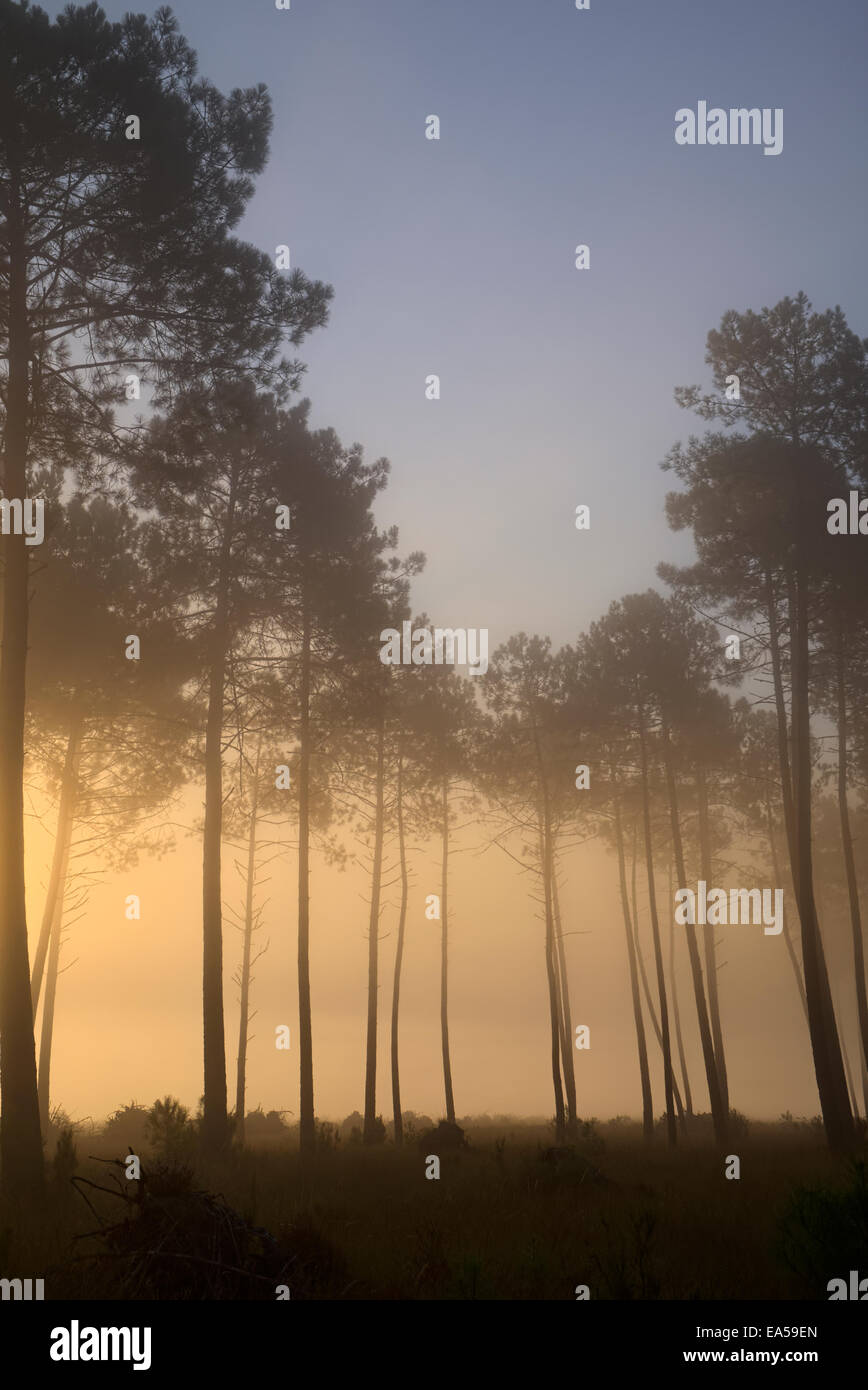 Aquitaine landes hi-res stock photography and images - Alamy