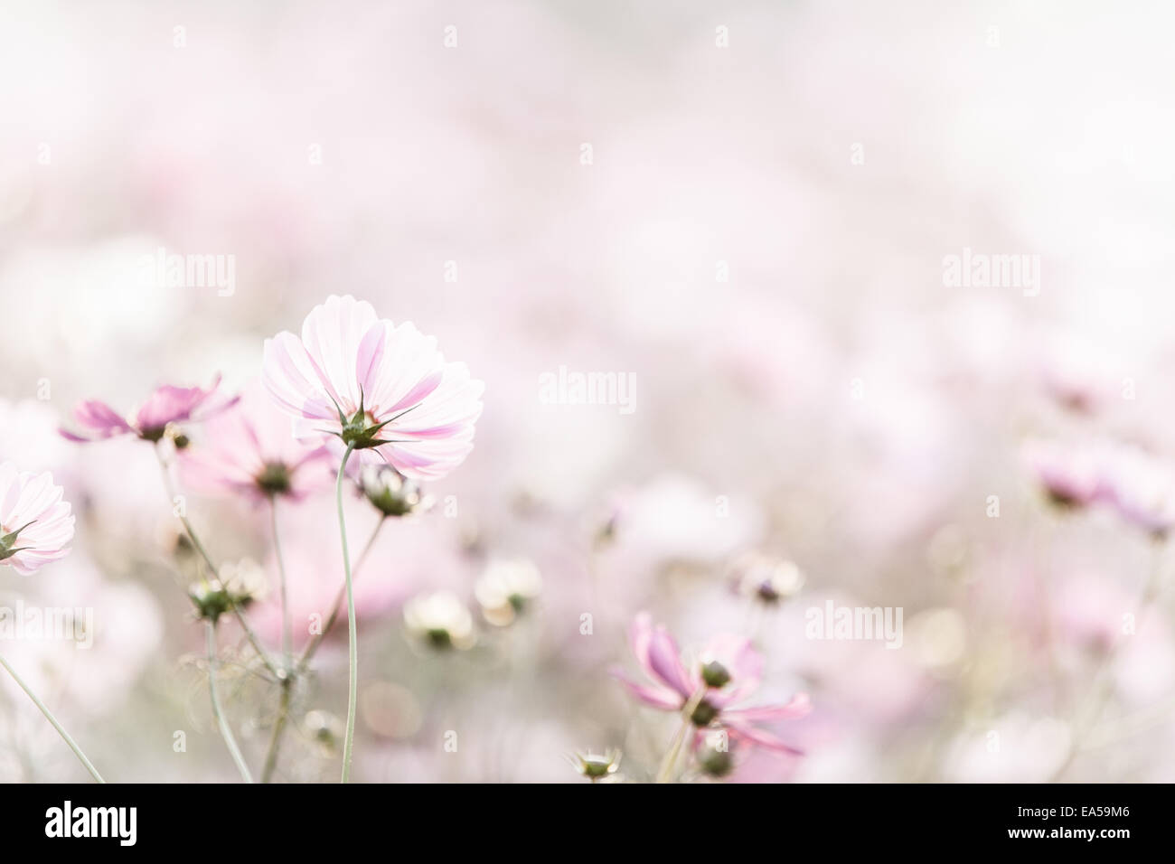Pale pink cosmos hi-res stock photography and images - Alamy