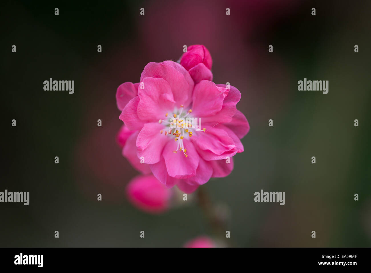 Petaled plum hi-res stock photography and images - Alamy