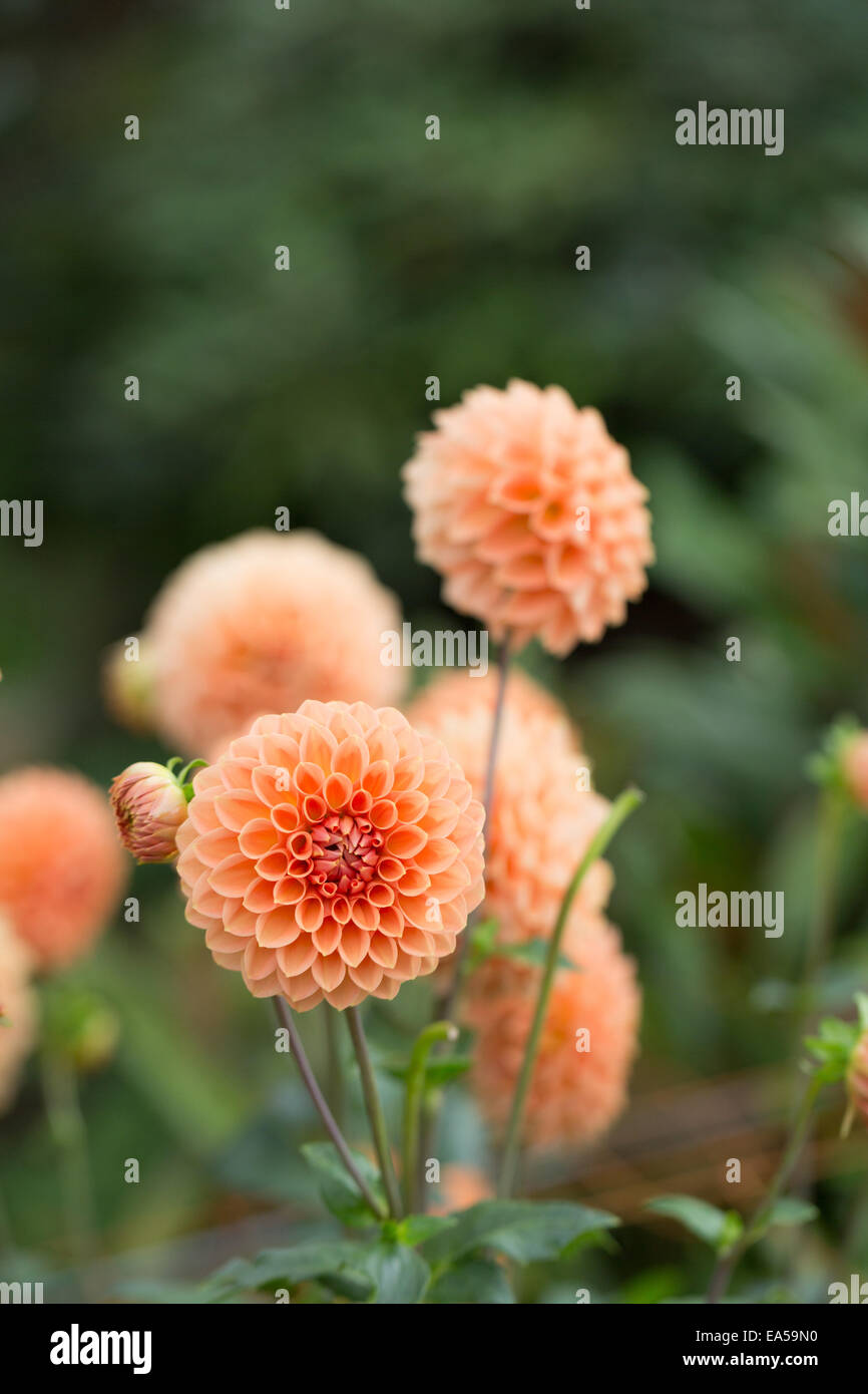 Rounded orange blossoms hi-res stock photography and images - Alamy