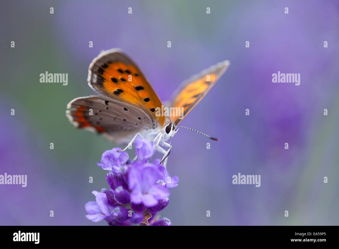 Mottled copper hi-res stock photography and images - Alamy