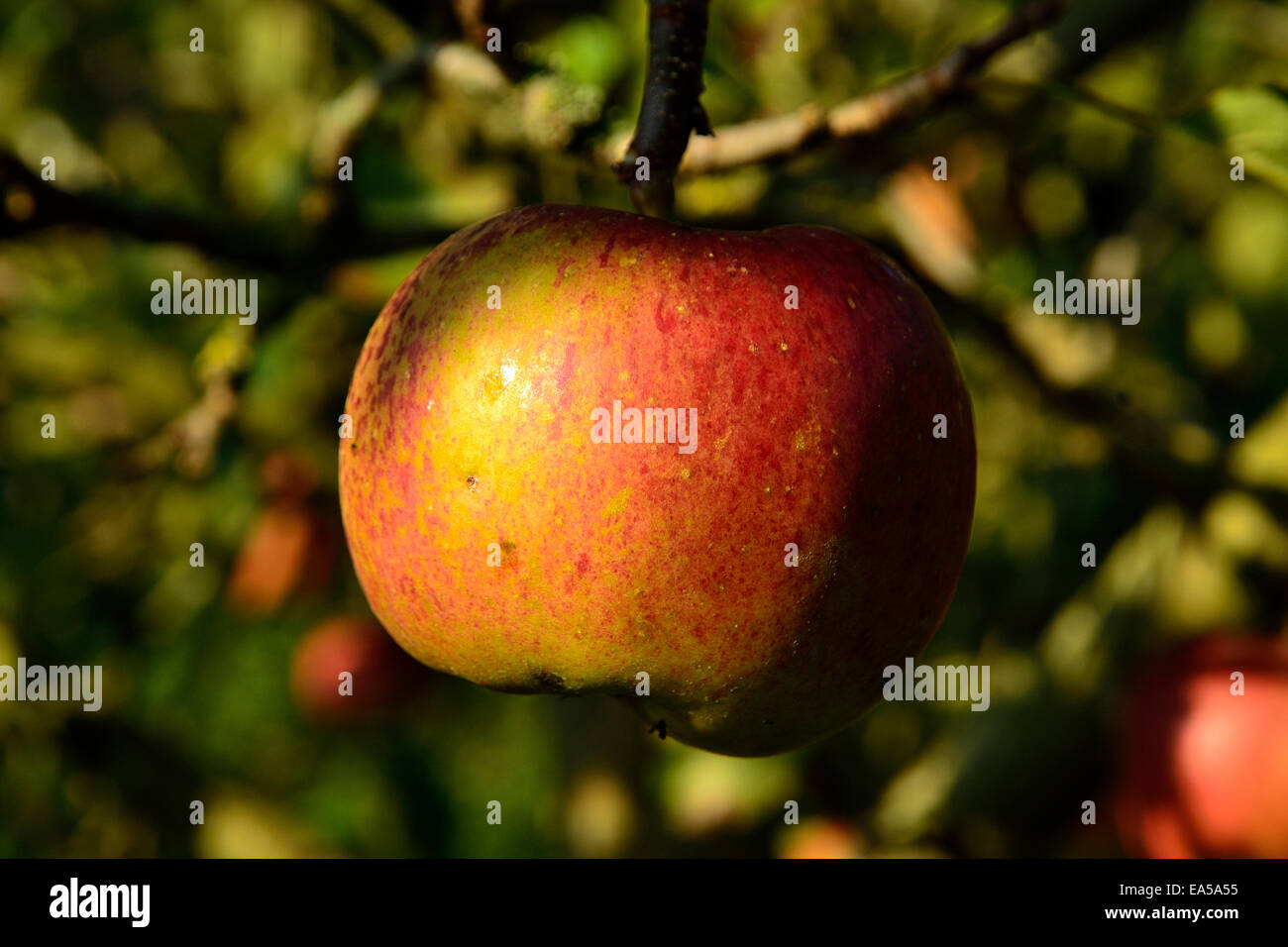Apple (Melrose variety) on branch of the apple tree in october Stock ...