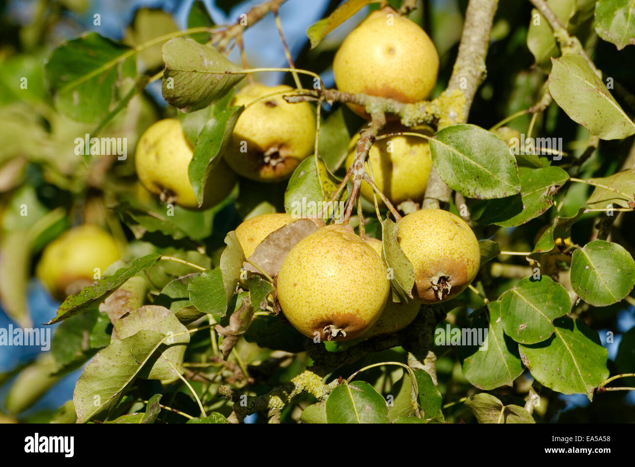 Perry pears (Pyrus sp), on branch, pears for the manufacture of ...
