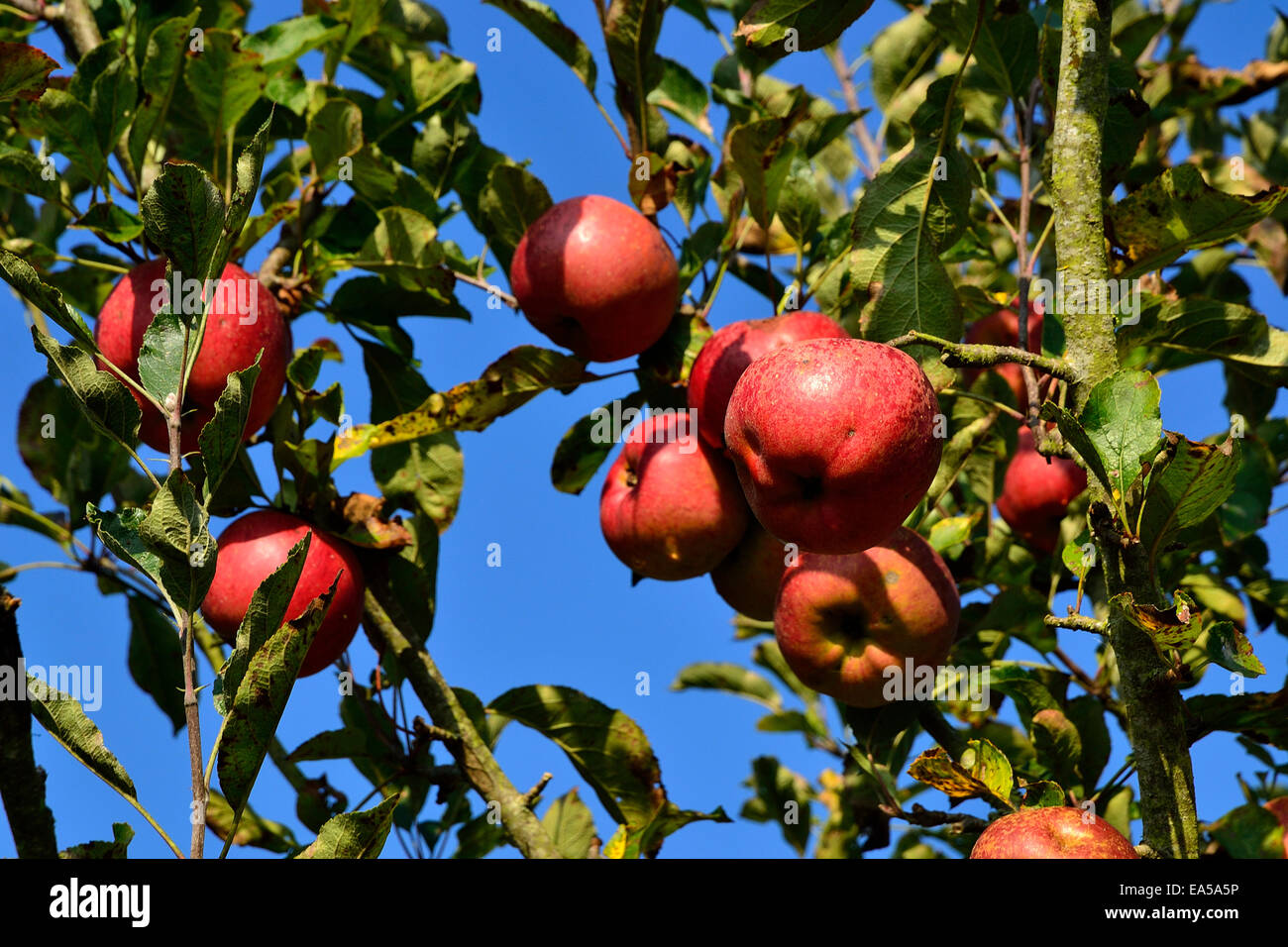 Melrose Branch High Resolution Stock Photography and Images - Alamy