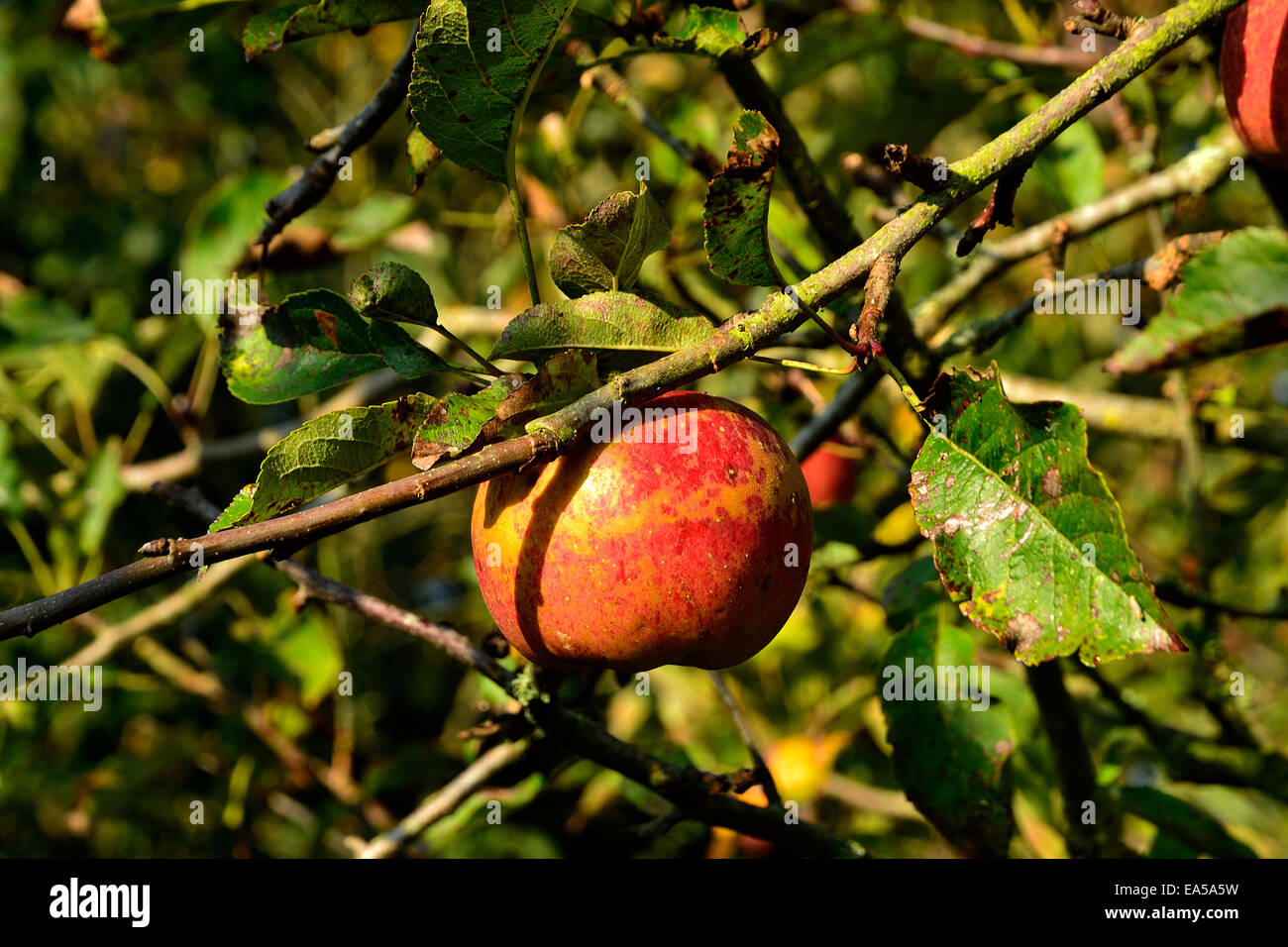 Apple tree october hi-res stock photography and images - Alamy
