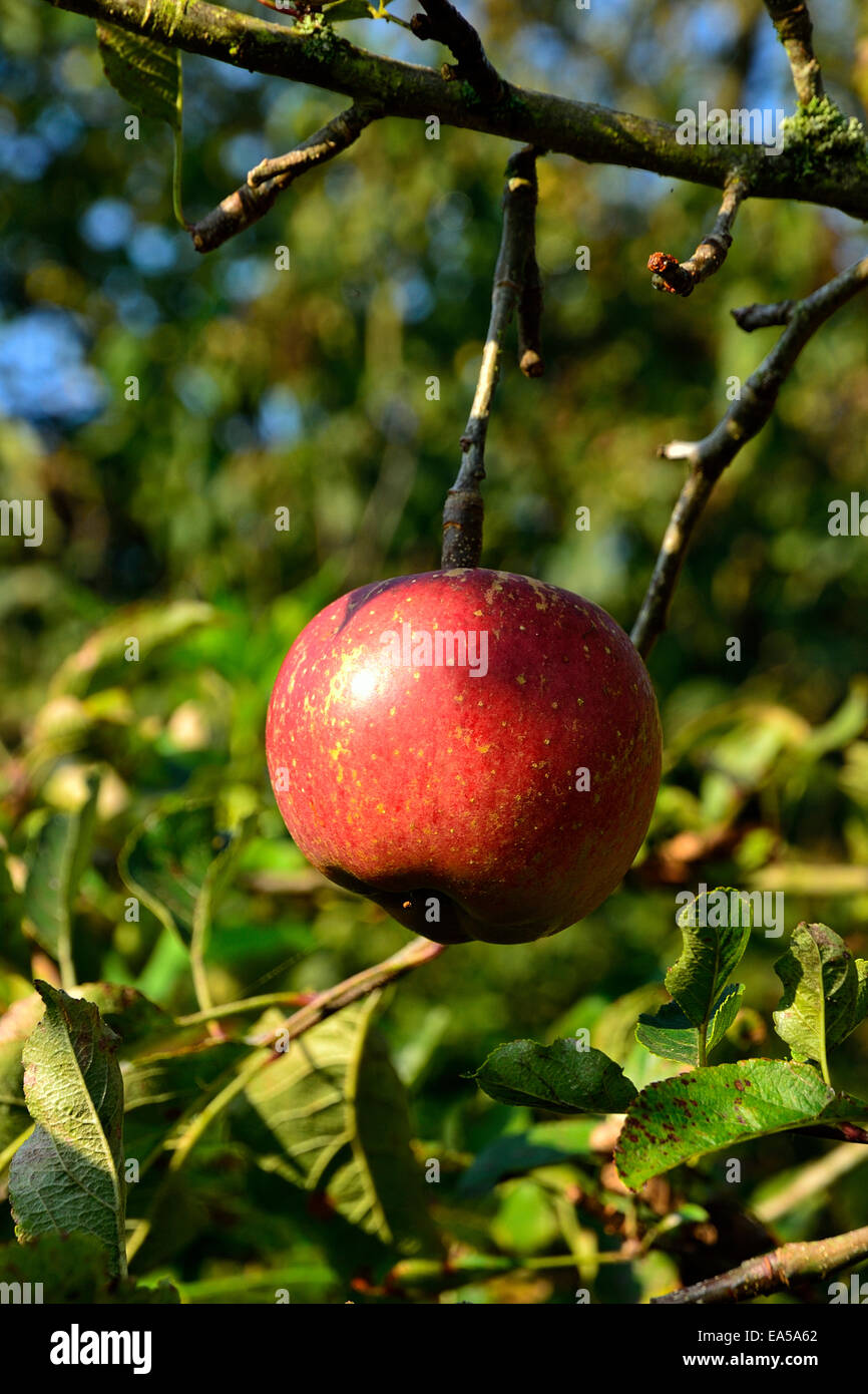 Apple (Melrose variety) on branch of the apple tree in october Stock ...