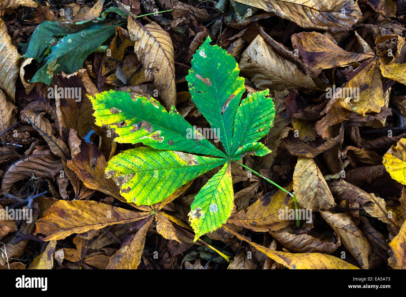Decaying chestnut leaf hi-res stock photography and images - Alamy