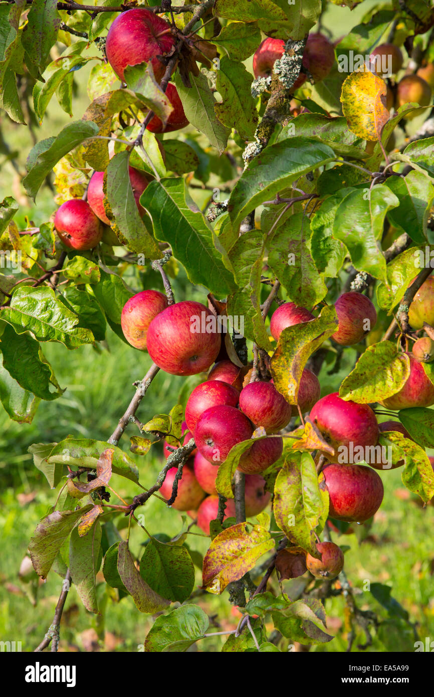 Germany, Baden-Wuerttemberg, apple tree with red apples Stock Photo - Alamy