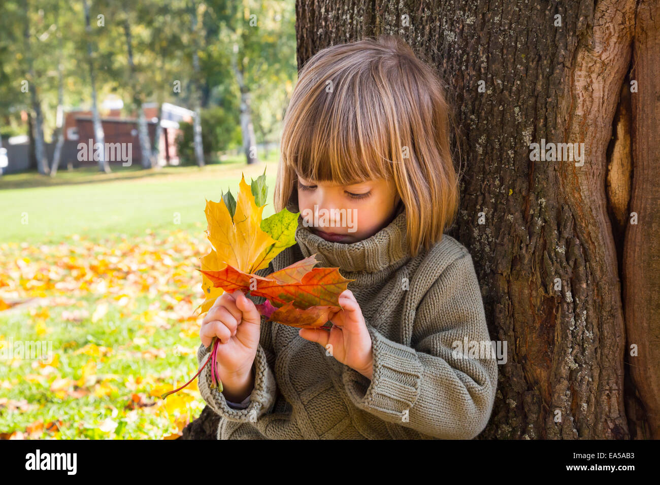 Little girl leaning at tree trunk looking at bunch of autumn leaves in ...