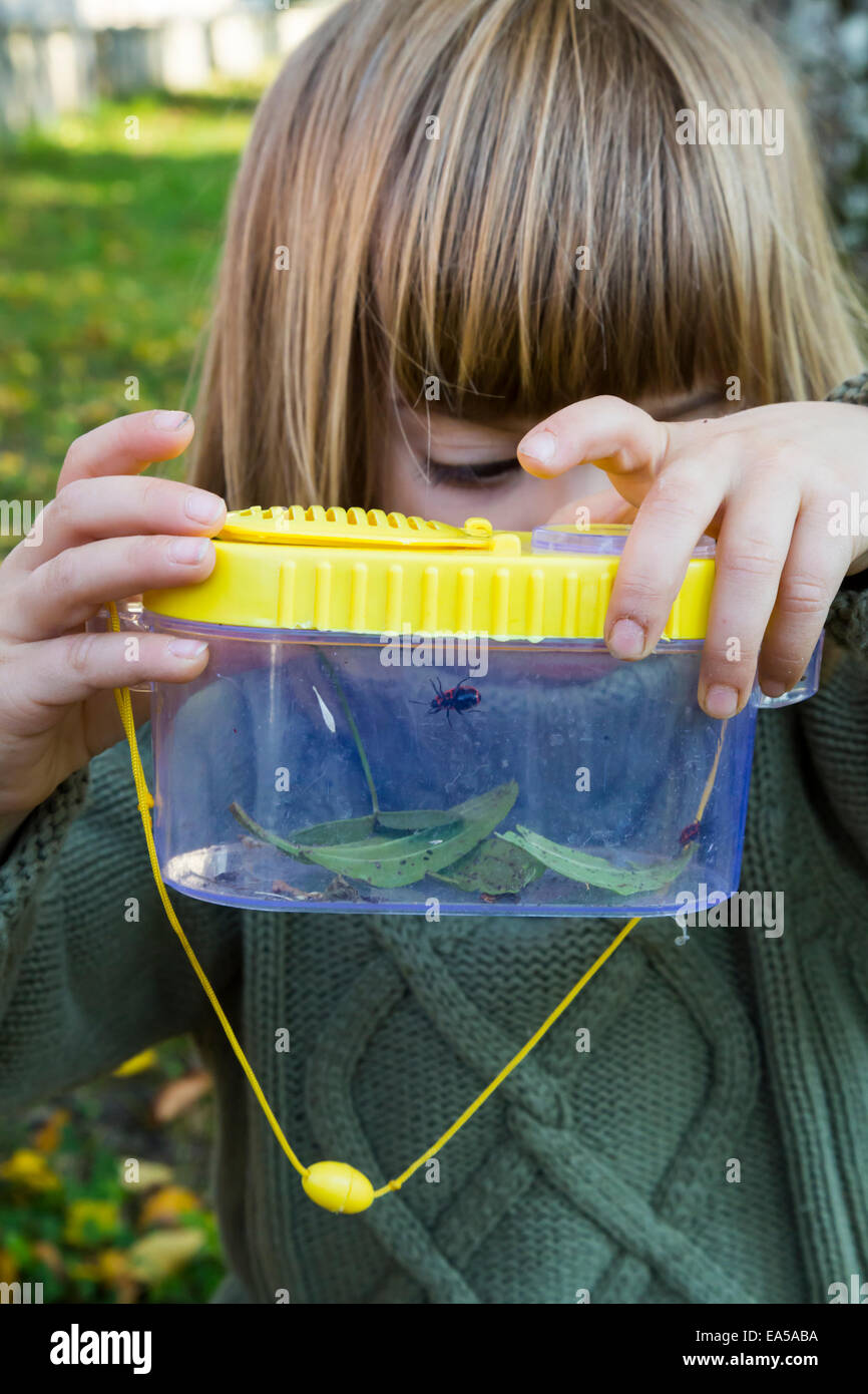 Little girl with insect can watching fire bugs, Pyrrhocoridae Stock ...