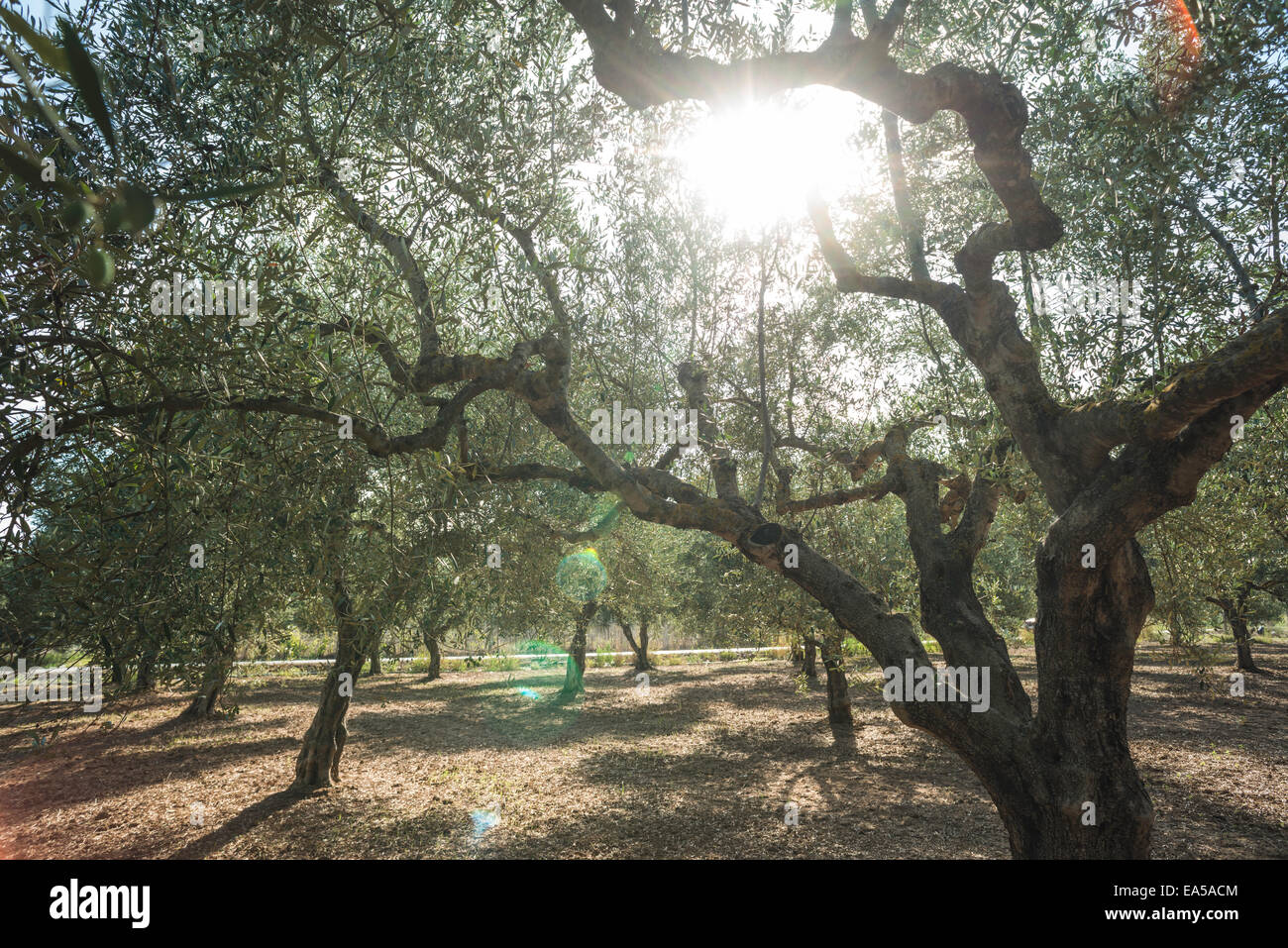 Olive trees and sun rays. Olive plantation Stock Photo - Alamy