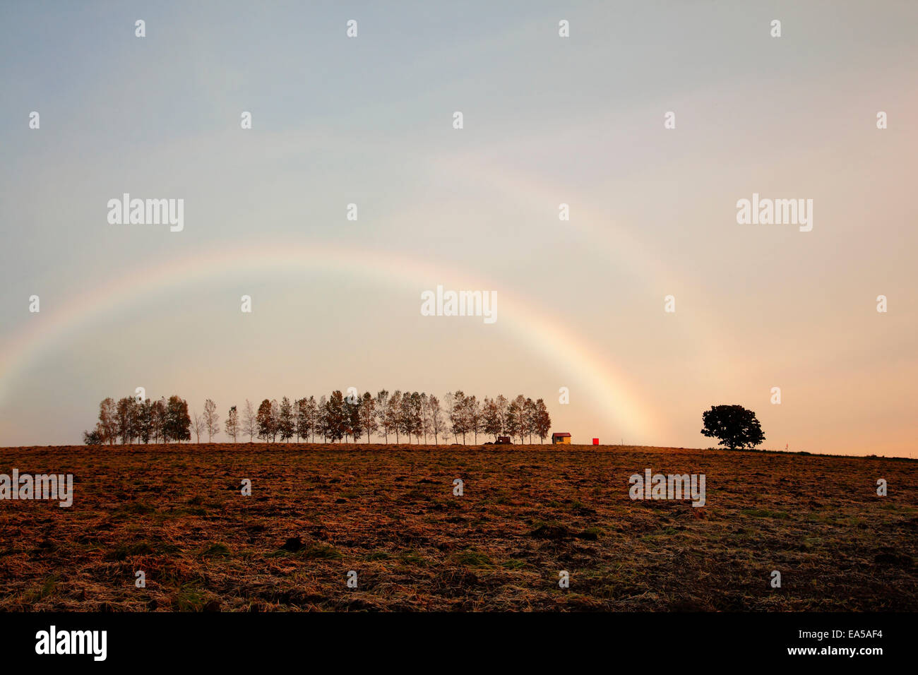 Early morning rainbow with tree hi-res stock photography and images - Alamy