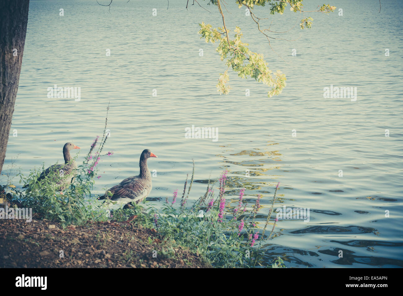 Germany, Saxony, Moritzburg, Wild geese on lakeshore Stock Photo - Alamy