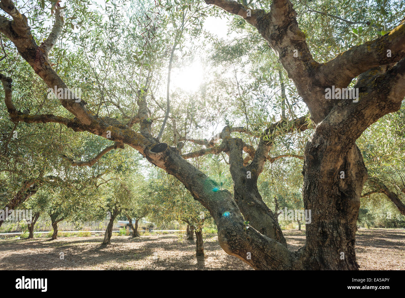 Olive trees and sun rays. Olive plantation Stock Photo - Alamy