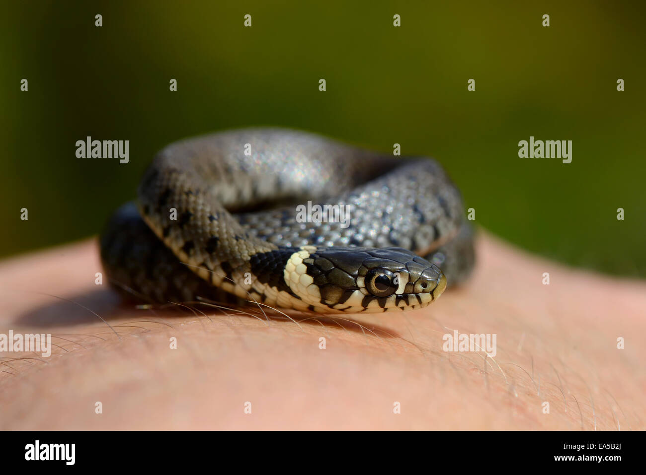Snake on arm hi-res stock photography and images - Alamy