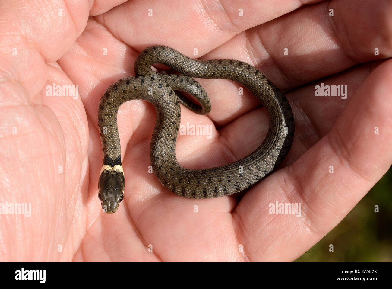 Hand holding snake hi-res stock photography and images - Alamy