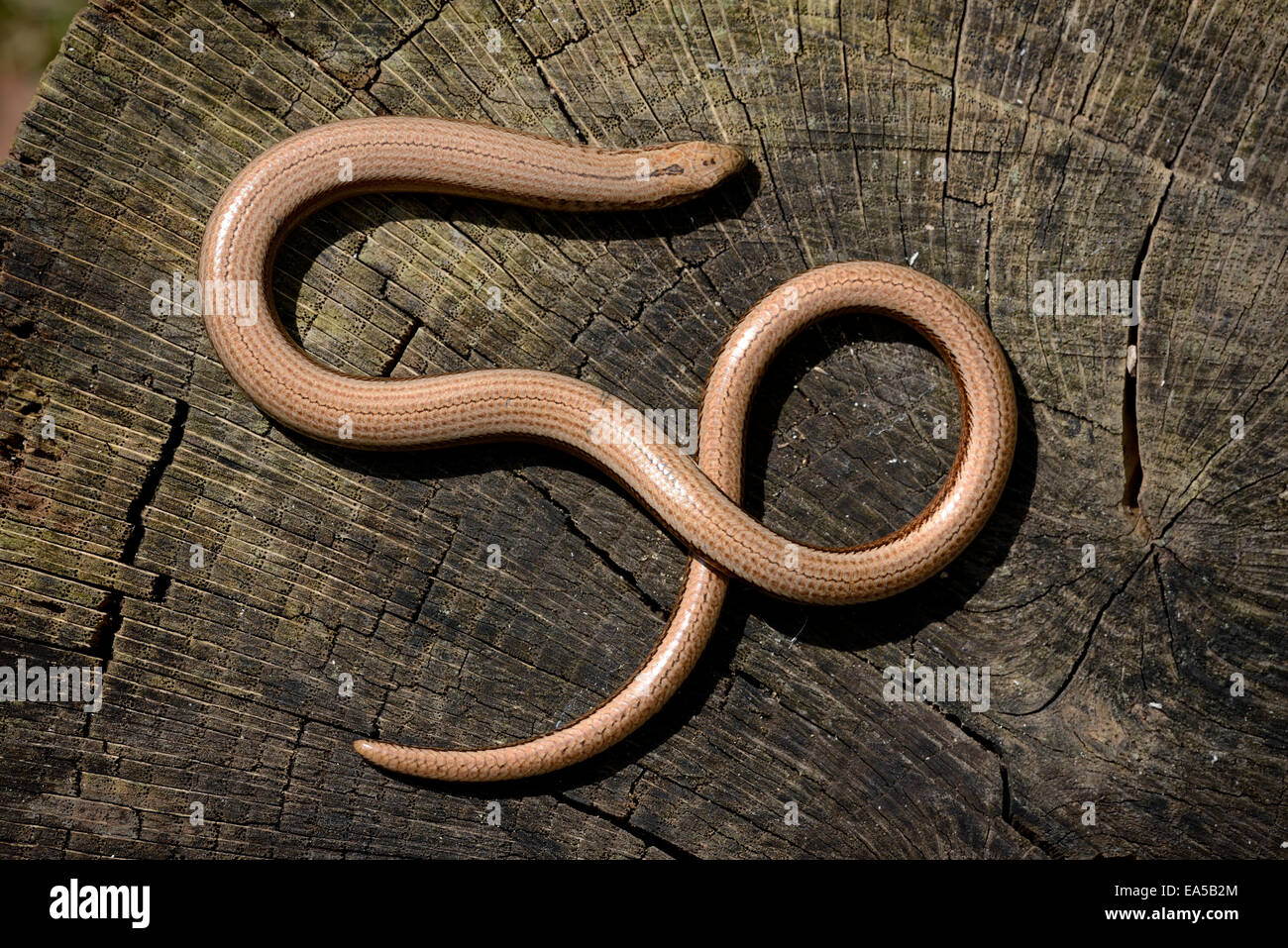 England, Slow Worm, Anguis fragilis, on wood Stock Photo - Alamy