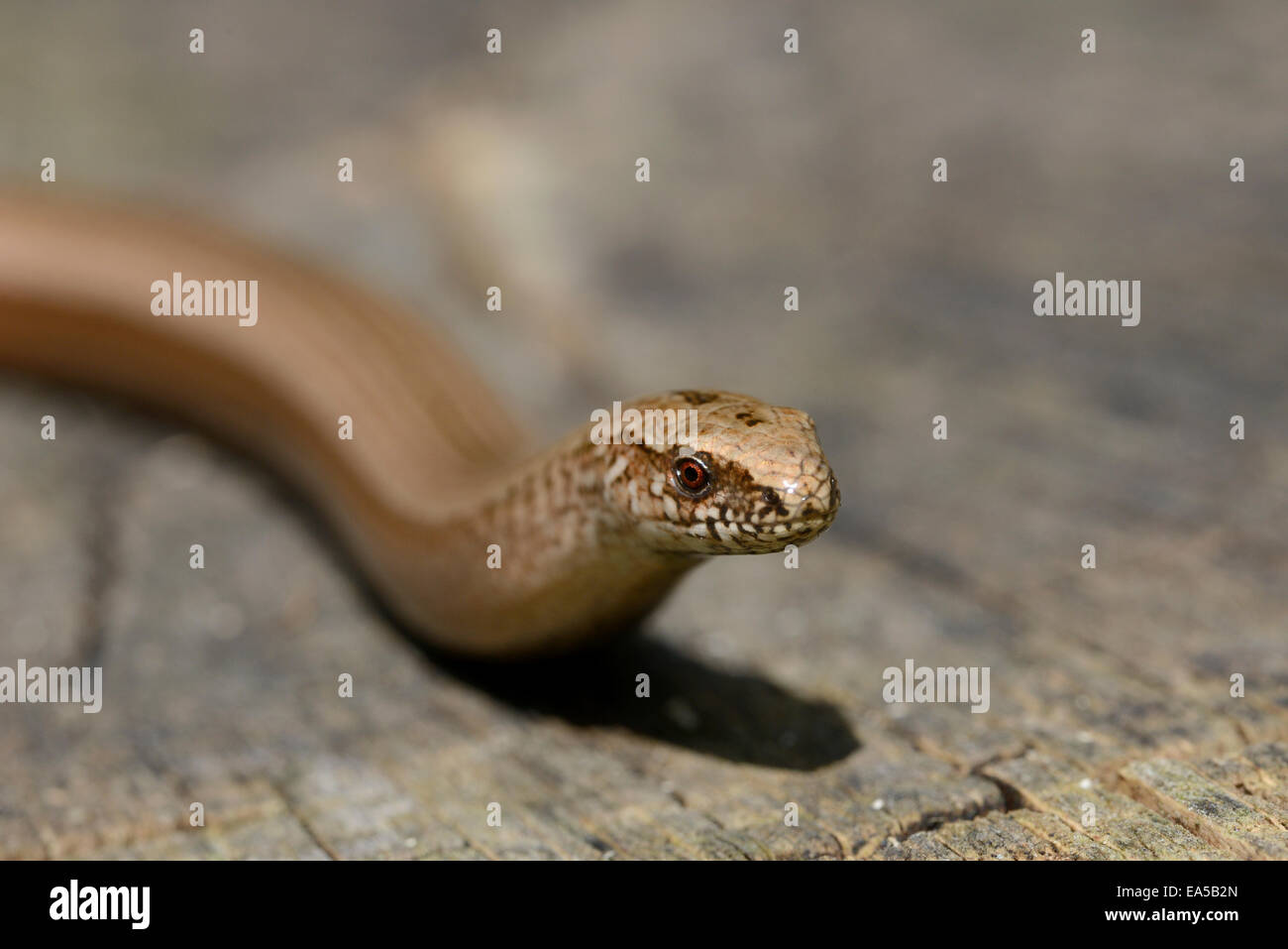 England, Slow Worm, Anguis fragilis Stock Photo - Alamy